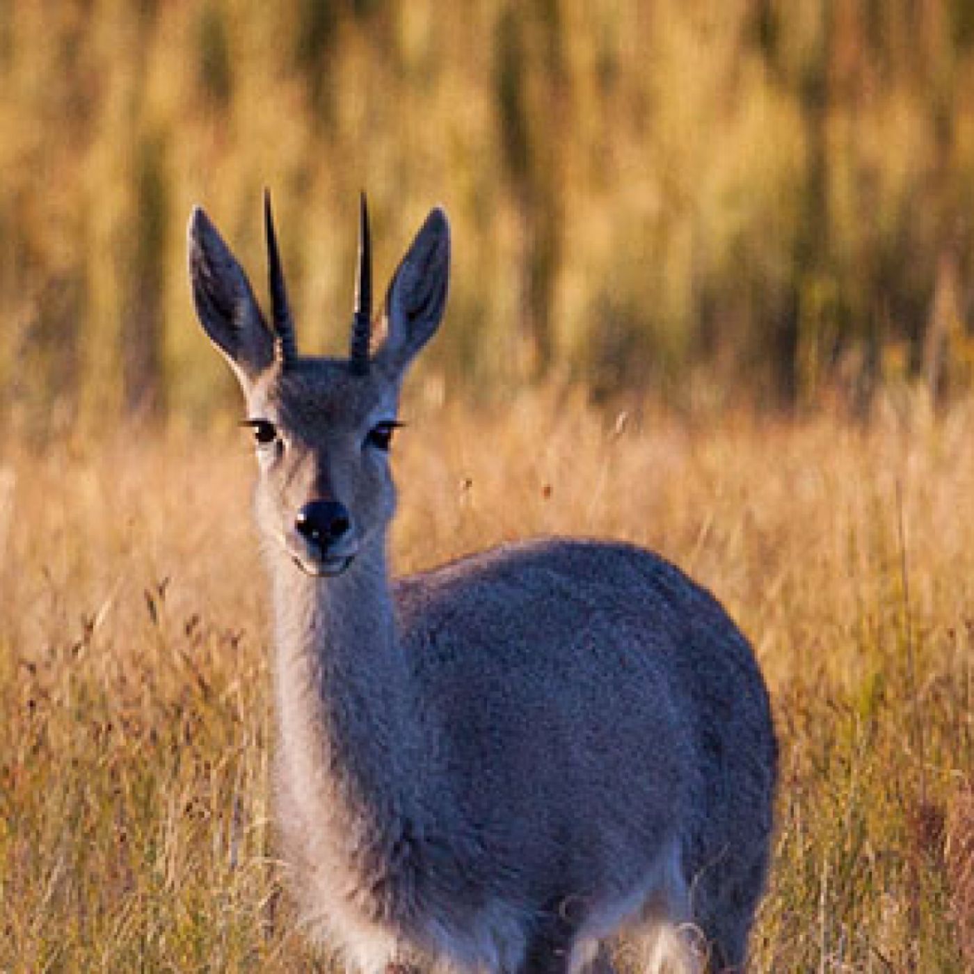Conservation | Cederberg Wilderness Conservation