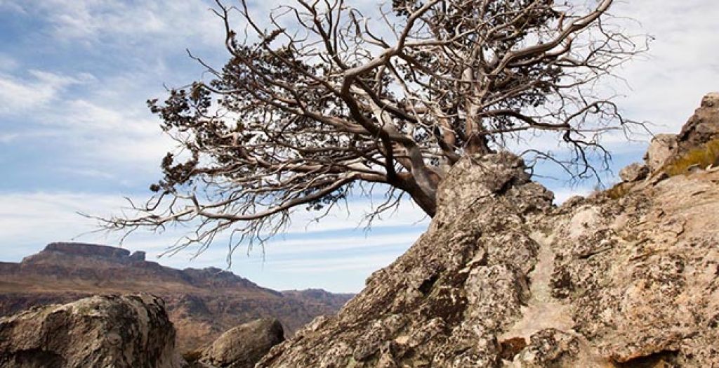 Conservation | Cederberg Wilderness Conservation