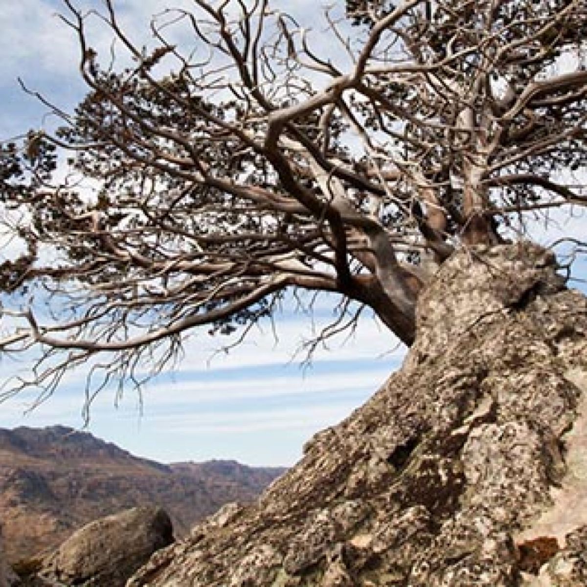Conservation | Cederberg Wilderness Conservation