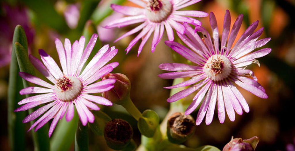 Conservation | Cederberg Wilderness Conservation