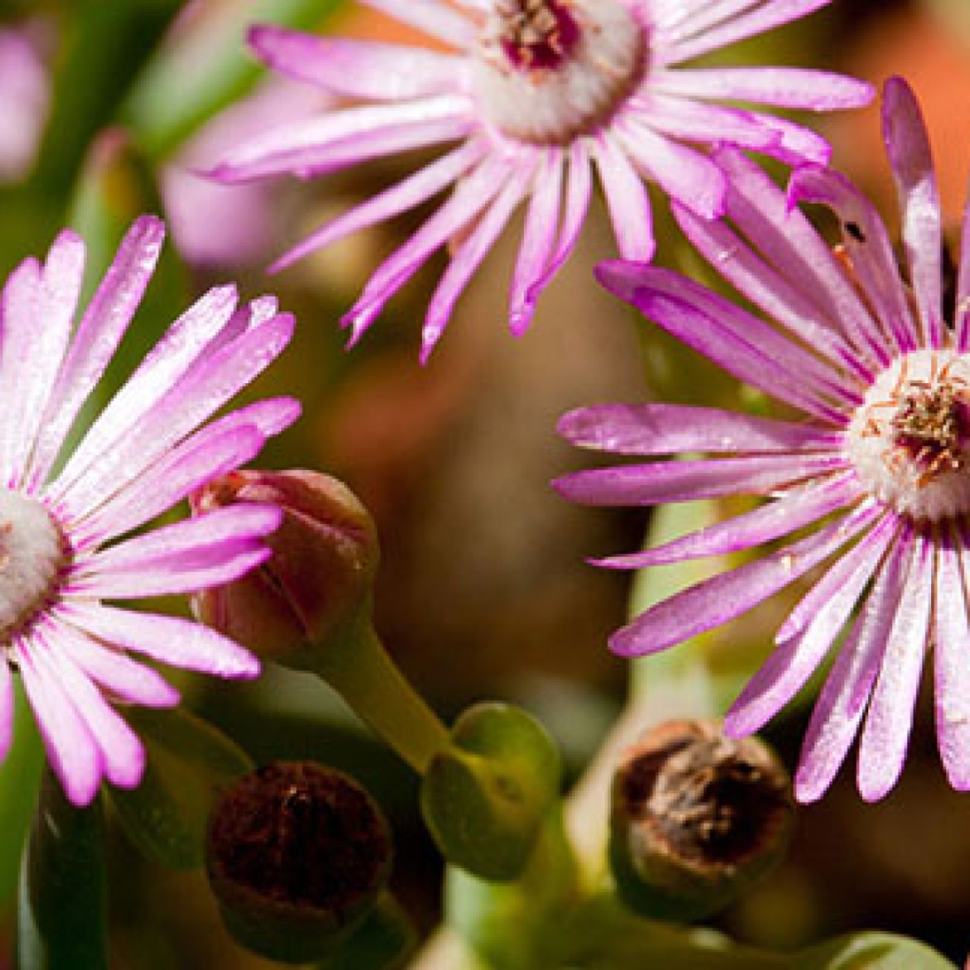 Conservation | Cederberg Wilderness Conservation