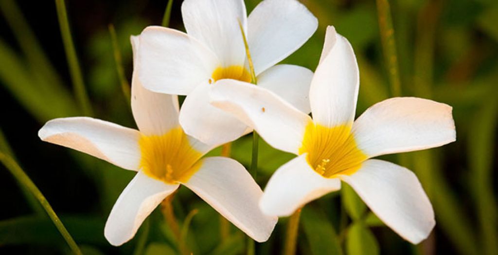 Conservation | Cederberg Wilderness Conservation