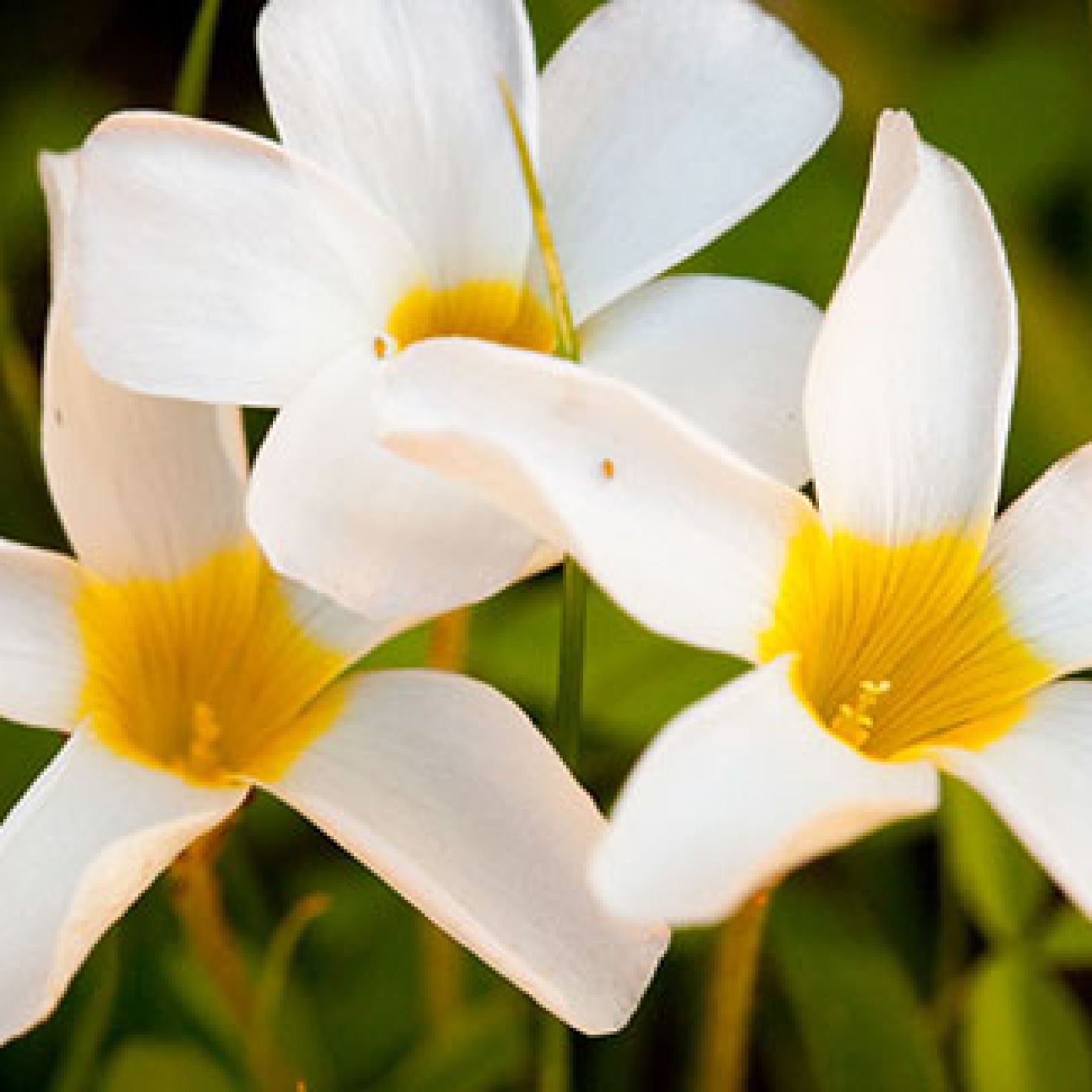 Conservation | Cederberg Wilderness Conservation