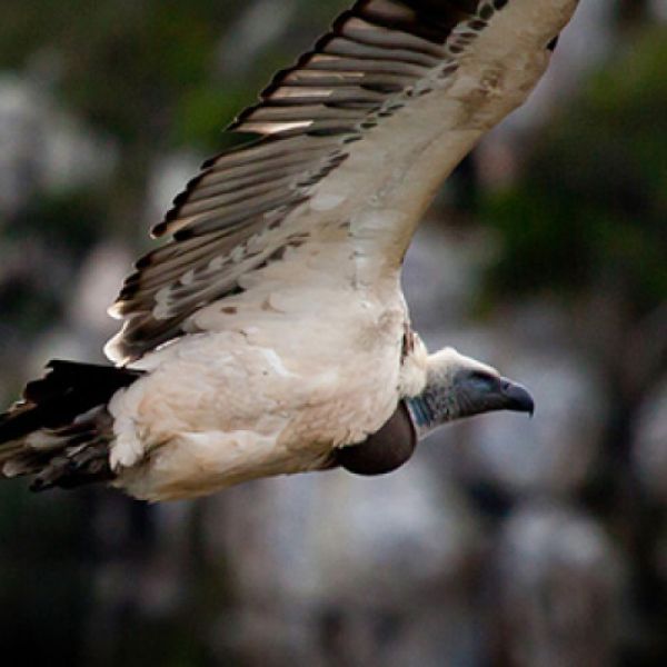 Conservation | De Hoop Nature Reserve Conservation