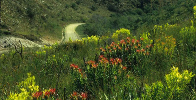 Reserves | Outeniqua Nature Reserve