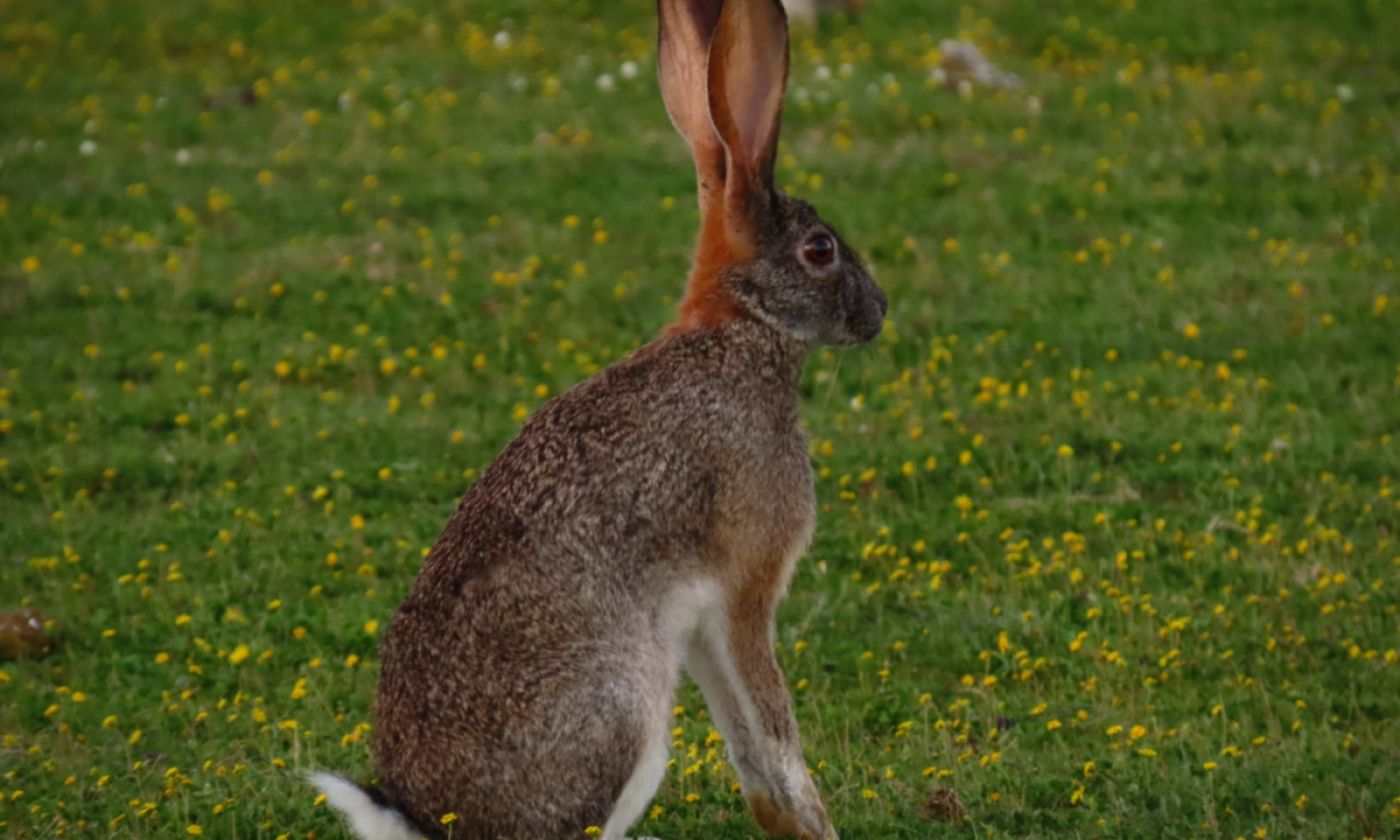 Widespread deaths in rabbits and hares in the Western Cape cause for ...