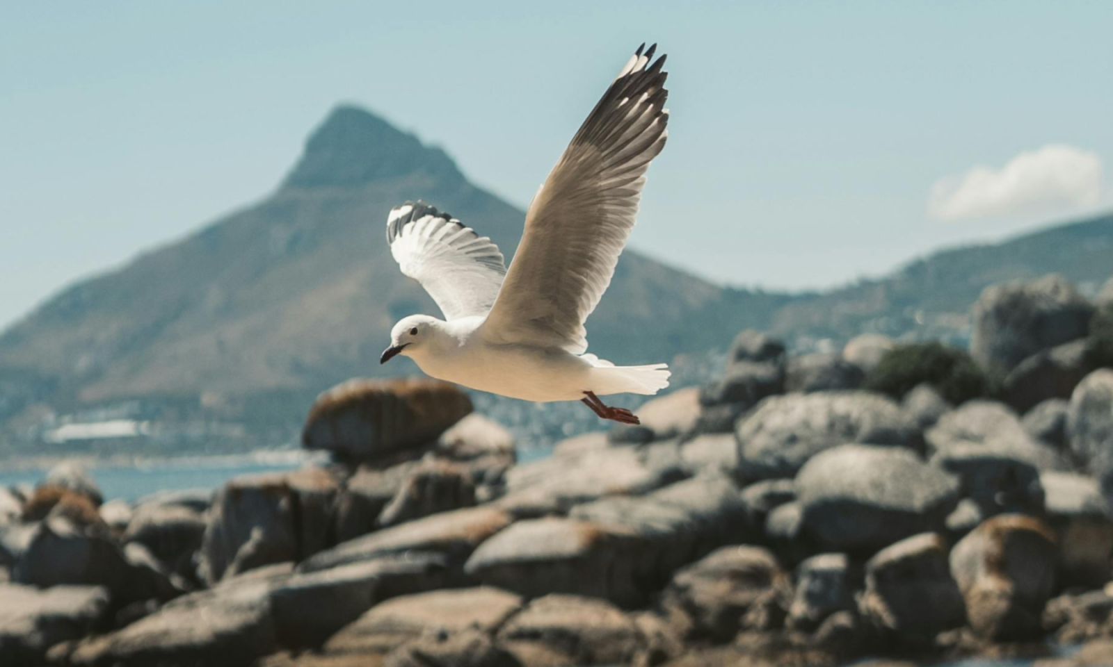 Elusive Boosmansbos long-tailed forest shrew recorded for the first ...