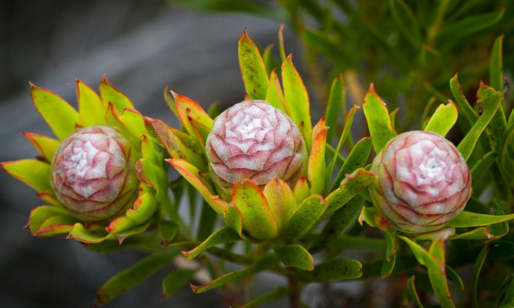 News | The Spectacular Proteaceae Family